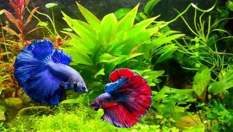 Ultimate Guide to Freshwater Aquarium Fish Species