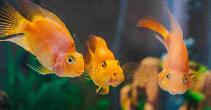 Aquarium Setup: Feeding and Caring for Aquarium Fish