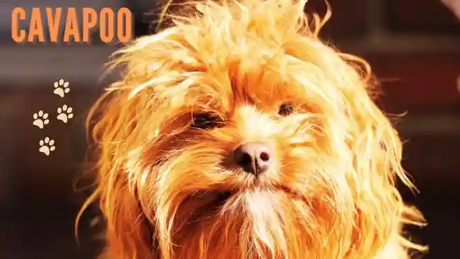 Mini to Cavapoo Full Grown: Unraveling Surprising Facts