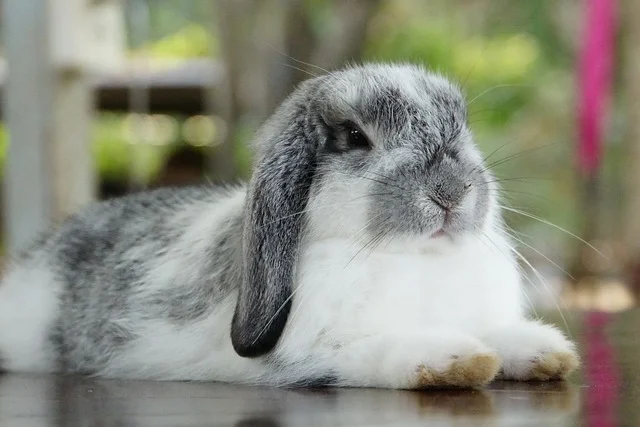 Mini Lop Rabbits: Ultimate Guide to Owning and Caring