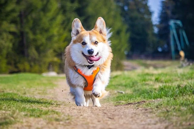 Pembroke Welsh Corgi: All you need to know