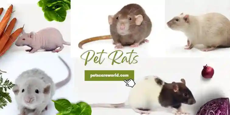 Types of Pet Rats: Your Ultimate Guide to the Perfect Companion