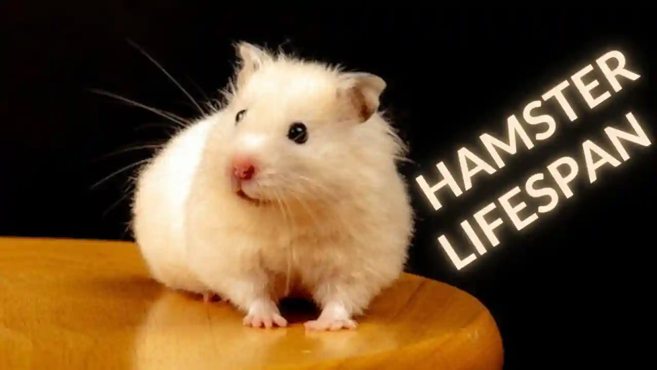 Average Lifespan of Hamster: The Ultimate Guide