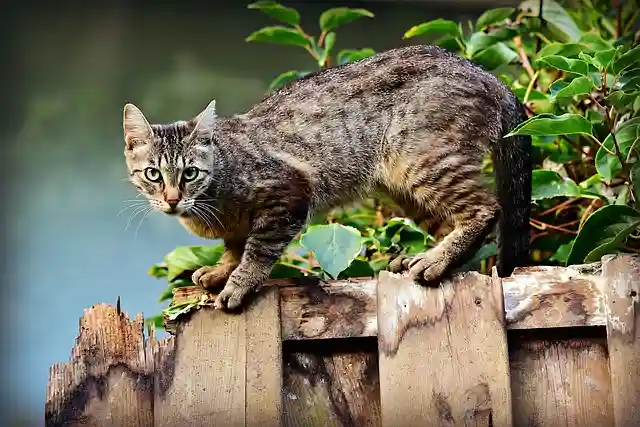How Intelligent Are Cats? Surprising Cat Intelligence