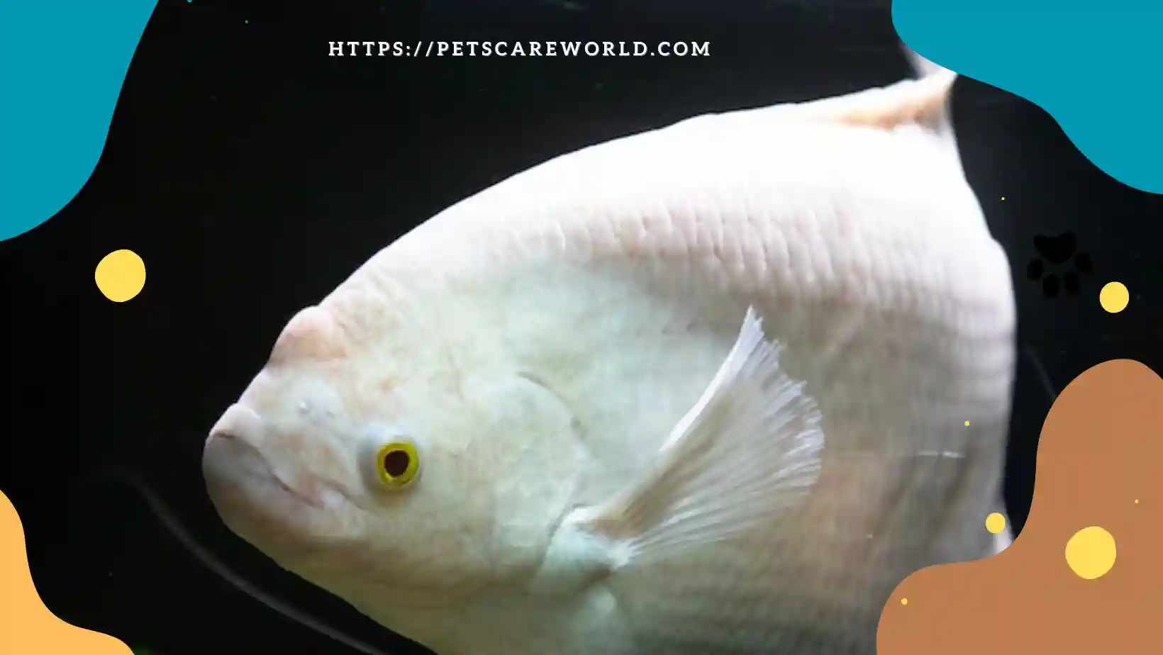 Kissing Gourami: Ultimate Care, Behavior and Aquarium Life