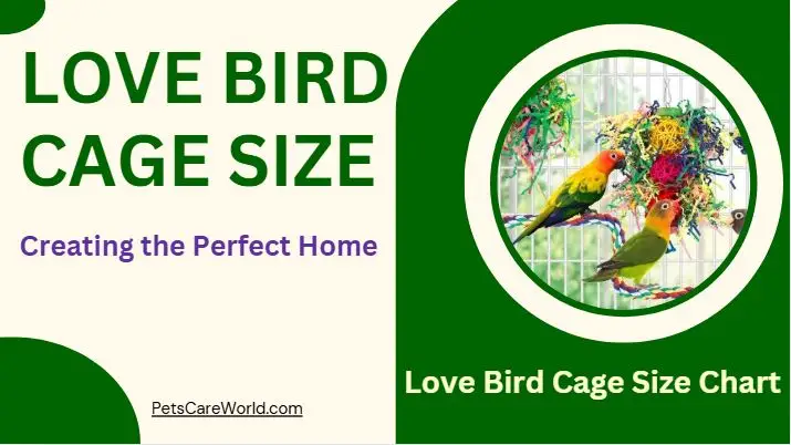 Love Bird Cage Size: Creating the Perfect Home