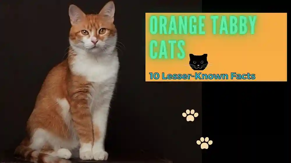 The Fascinating World of Orange Tabby Cats