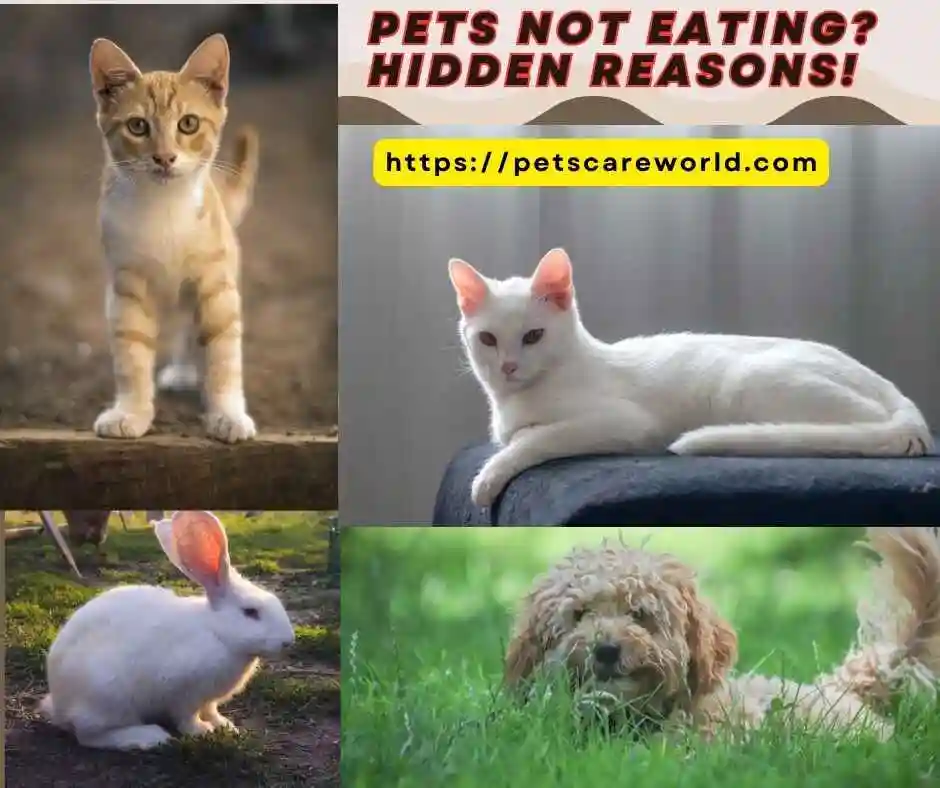 Pets Not Eating: Exploring the Hidden Reasons