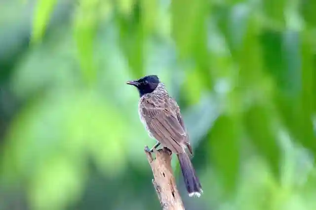 Everything You Need To Know About Red Vented Bulbul