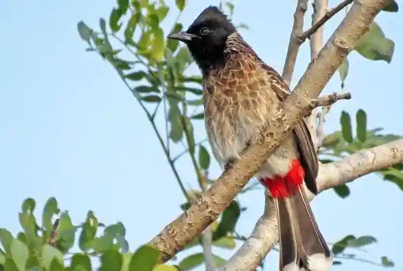 Everything You Need To Know About Red Vented Bulbul