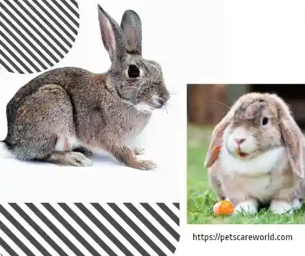 Domestic Rabbit: Elevating Life Of Your Happy Pet Rabbit