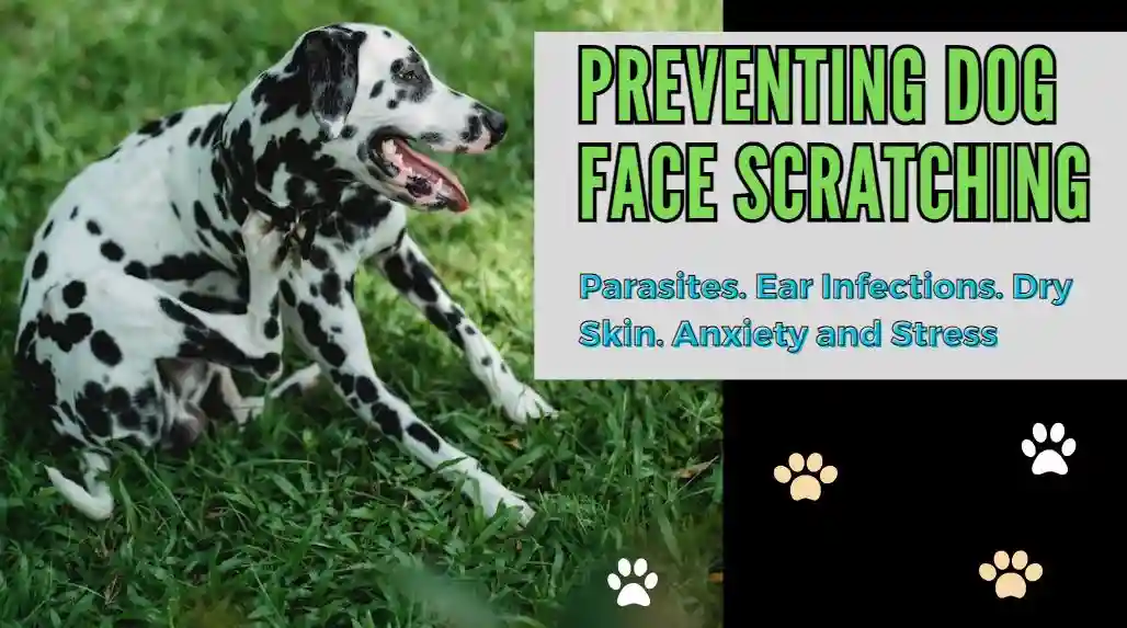 Ultimate Guide to Preventing Dog Face Scratching