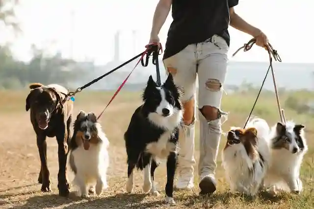 Dog Stops Walking and Won't Move: Vet Advice