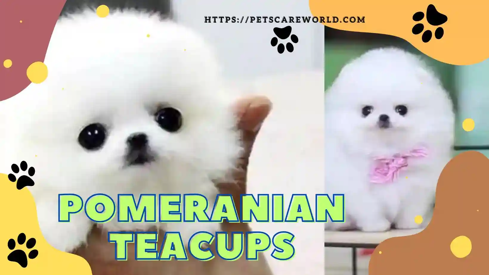 The World of Pomeranian Teacup: Ultimate Guide