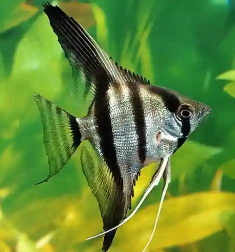 Freshwater Angelfish: Everything You Need to Know