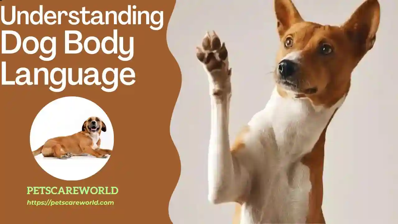 Dog Body Language: What Is Your Pup Trying To Say?