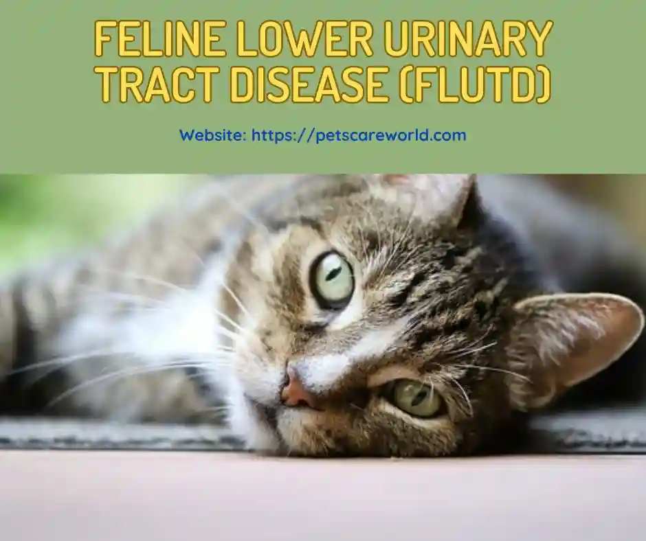 Feline Lower Urinary Tract Disease (FLUTD)
