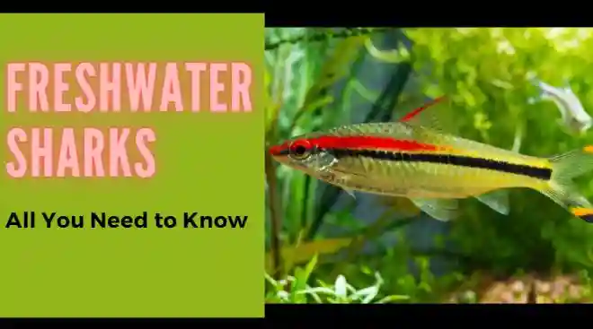 Freshwater Sharks Types, Care: All You Need to Know