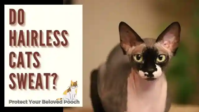 Do Hairless Cats Sweat? The Answer May Surprise You!