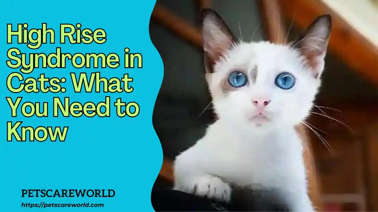 High Rise Syndrome Cats: What You Need to Know