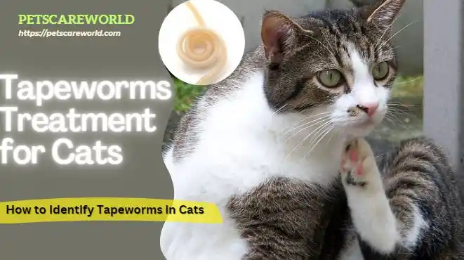 Tapeworms Treatment for Cats: What You Need to Know