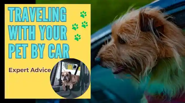 7 Tips for safe car travel with your pet: Advice