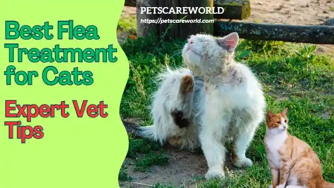 Best Flea Treatment for Cats | Expert Vet Tips