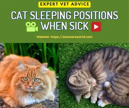 Cat Sleeping Positions When Sick: Vet Advice