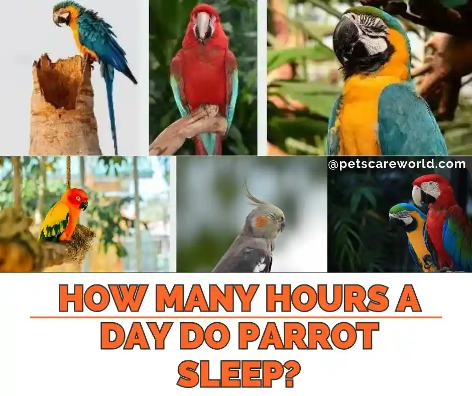 How Many Hours a Day Do Parrot Sleep? Expert View