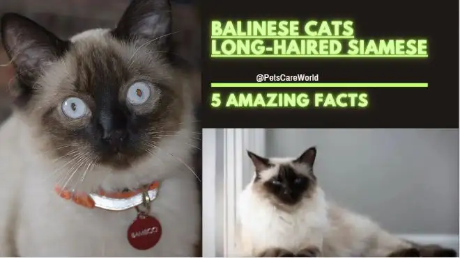 Balinese Cats: You Need to Know Long-Haired Siamese Variety