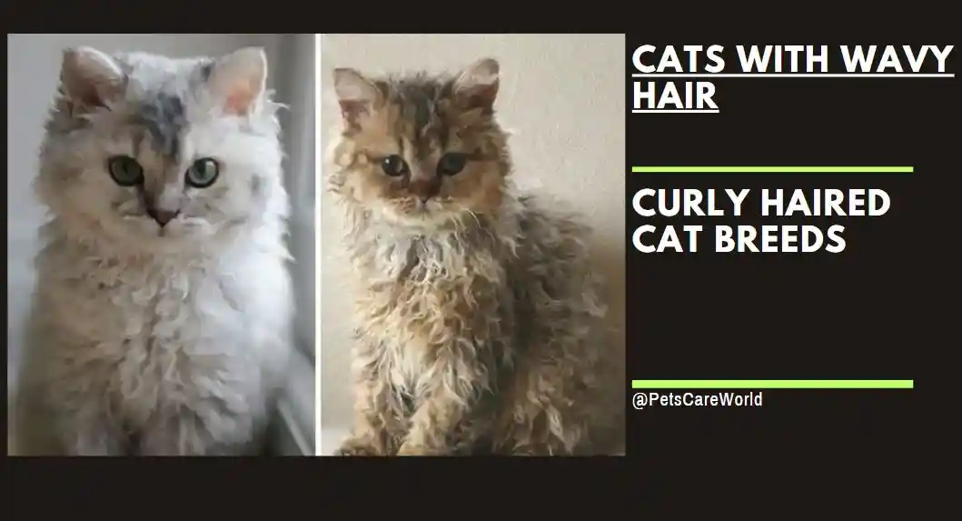 Cats with wavy hair: Unlocking the Secrets