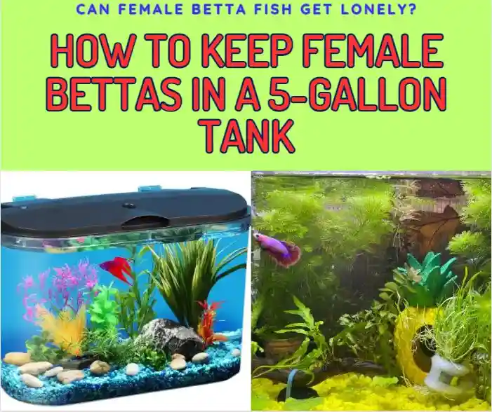 How to Keep Female Bettas in a 5 Gallon Tank: Complete Guide