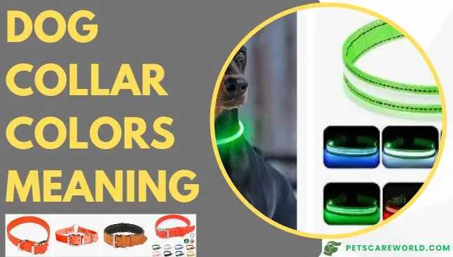 Dog Collar Colors Meaning: What You Need to Know