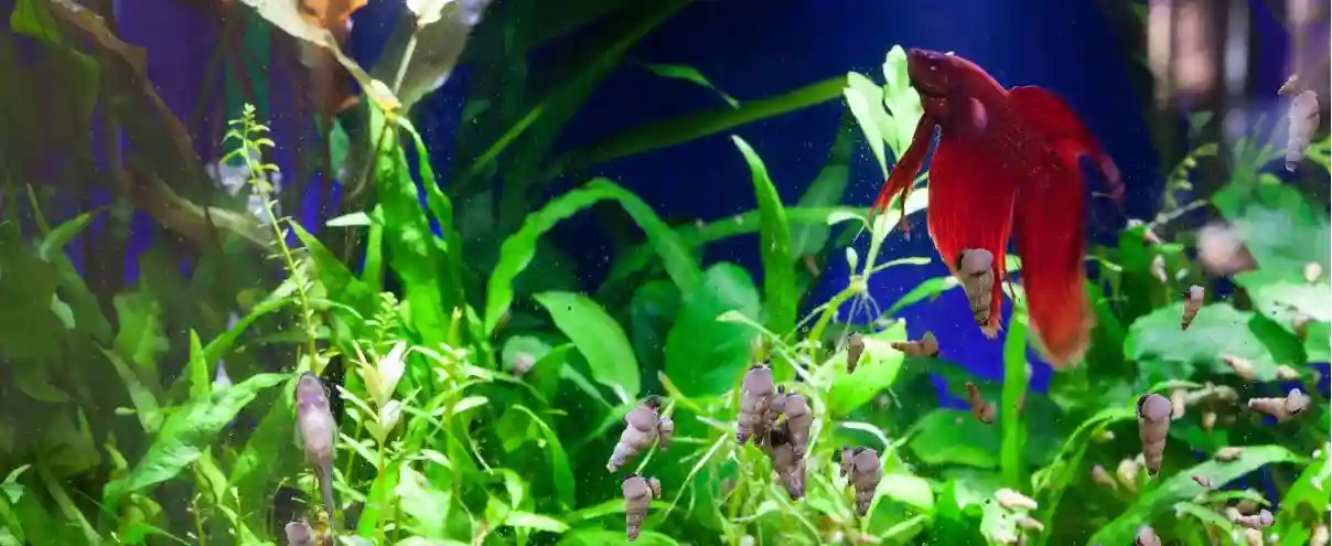 Malaysian Trumpet Snails: Aquarium Owners Ultimate Guide