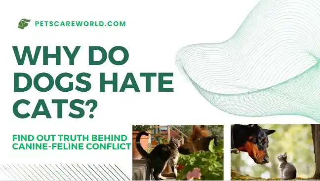 Why Do Dogs Hate Cats? Truth Behind Canine-Feline Rivalry