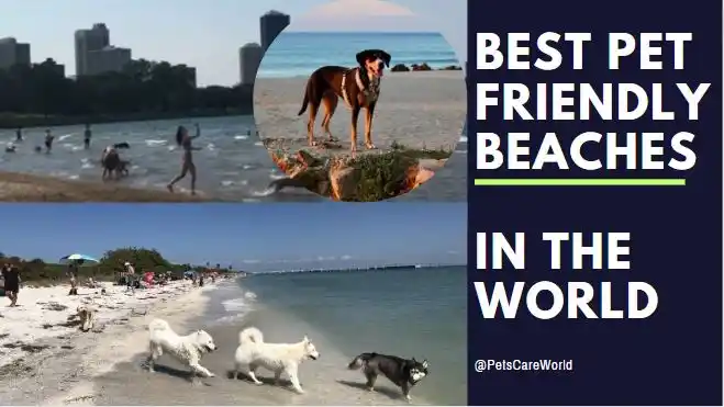 The Best Pet Friendly Beaches in the World