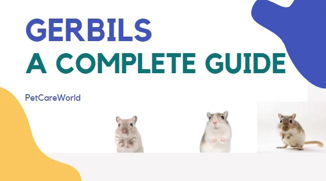 Gerbils: Your Ultimate Guide to Friendly and Furry Pets
