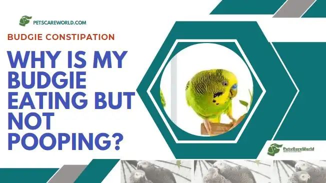 Why is my budgie eating but not pooping? Budgie Constipation