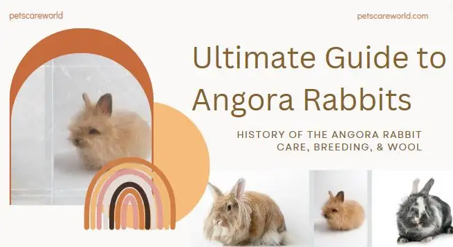 Ultimate Guide to Angora Rabbits: Care, Breeding, & Wool